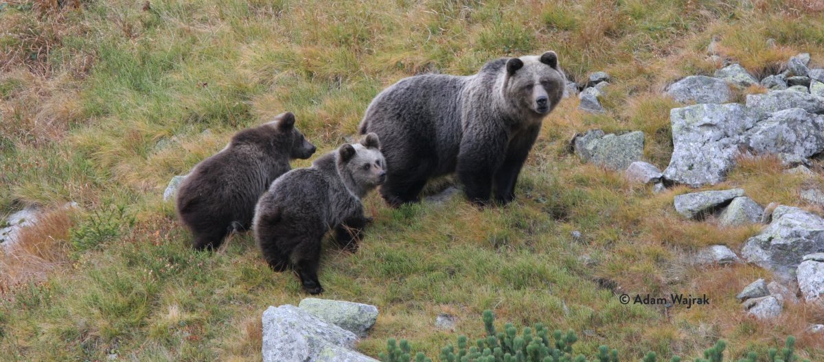 Biodiversa (2017 - 2020) : BearConnect & LECA Ecologie Alpine Grenoble